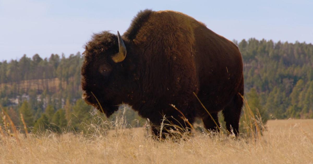 The American Buffalo | Surprising Facts About the Buffalo | Episode 1 | PBS