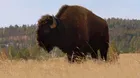 The American Buffalo | Blood Memory | Now Streaming | PBS