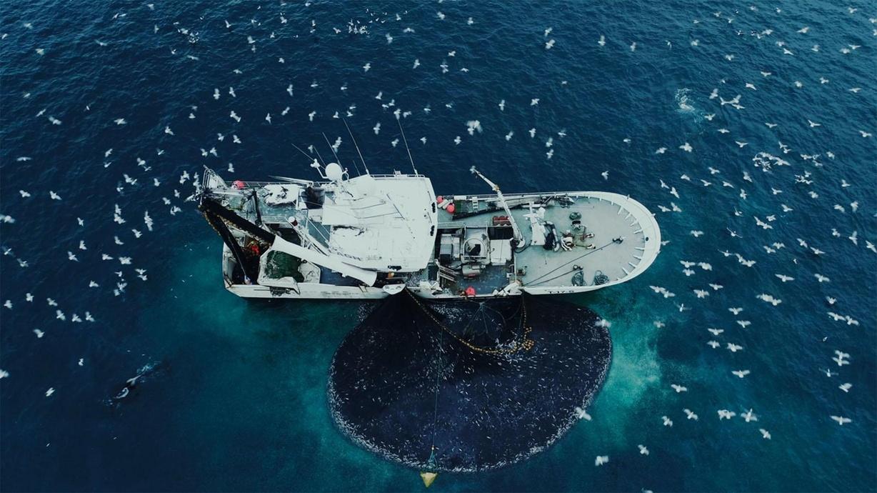 Norway's Cod Stock | Watch on PBS Wisconsin