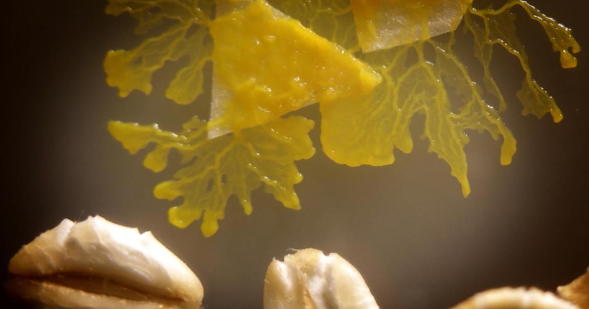 OPB Science From the Northwest | Slime Molds | Season 2022 | PBS