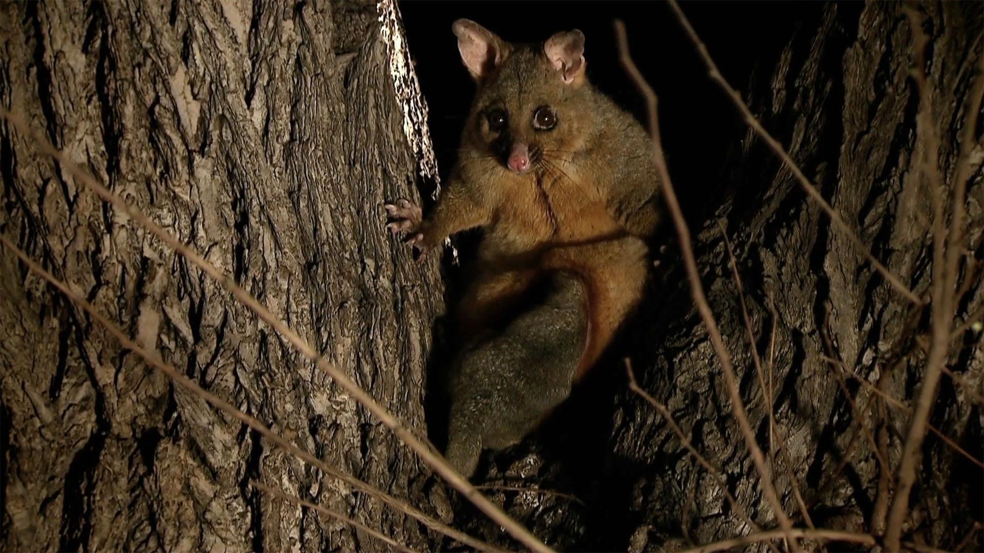 Brushtail Possums Fight for Trees In a Melbourne Park | Magical Land of ...