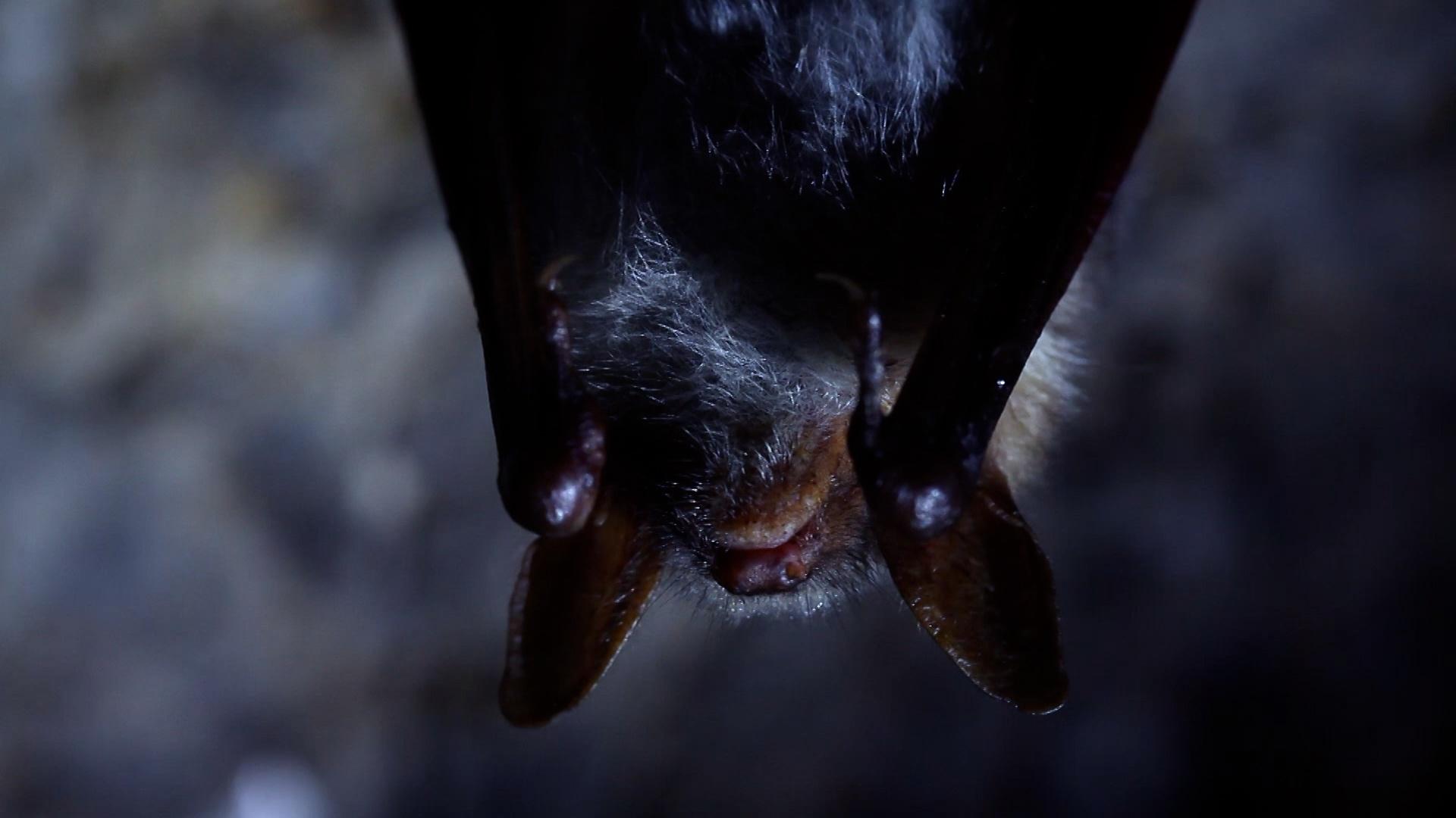 Why are Bats Tolerant of the Diseases They Carry? | NOVA | NJ PBS