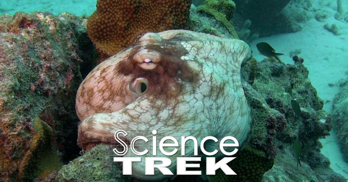 Science Trek | The Five Senses: Super Sensors | Houston PBS