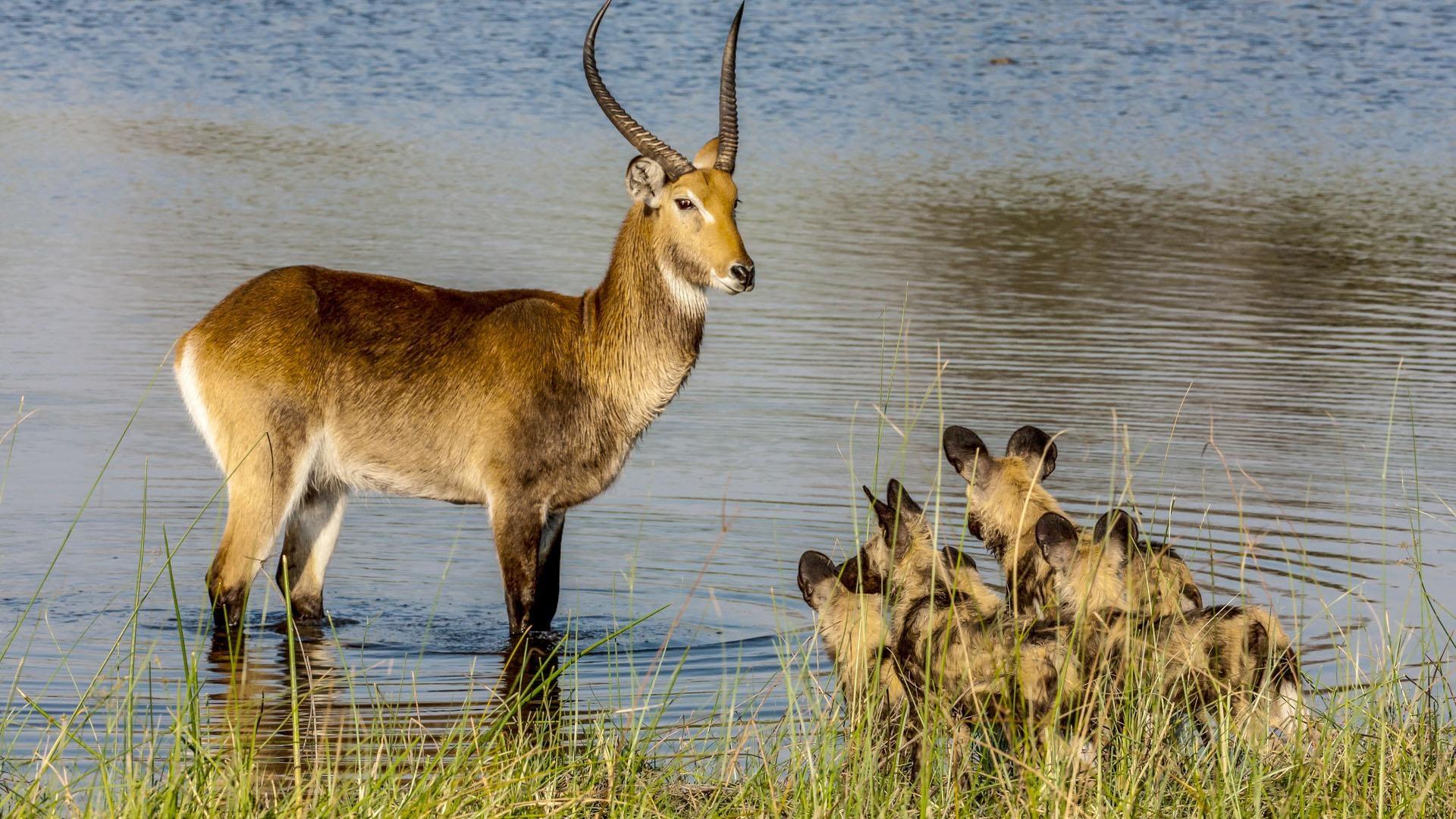 The Rarest Antelope in the World | Nature | THIRTEEN - New York Public ...