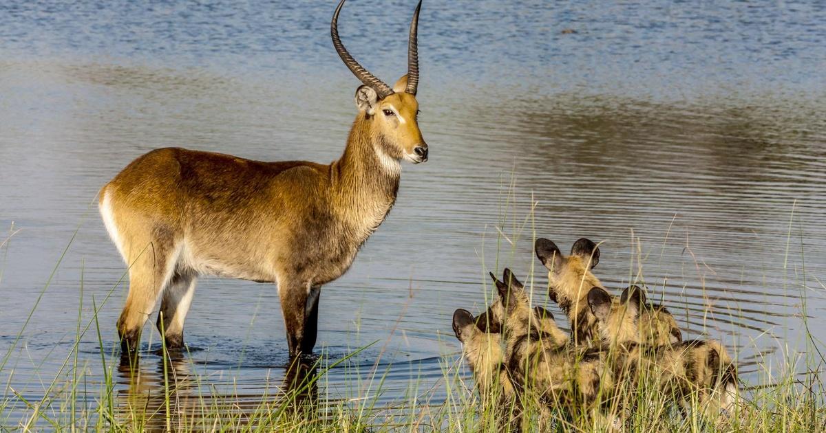 Nature | The Rarest Antelope in the World | Season 38 | Episode 5 | PBS