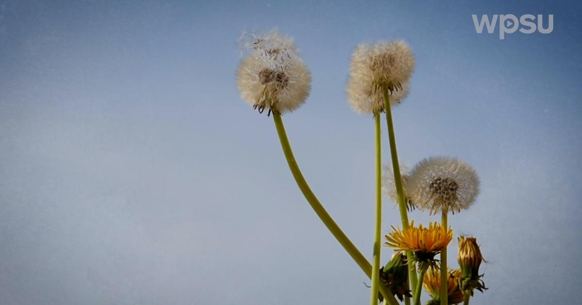Year-Round Gardening | Identifying Weeds | Season 1 | Episode 6 | PBS