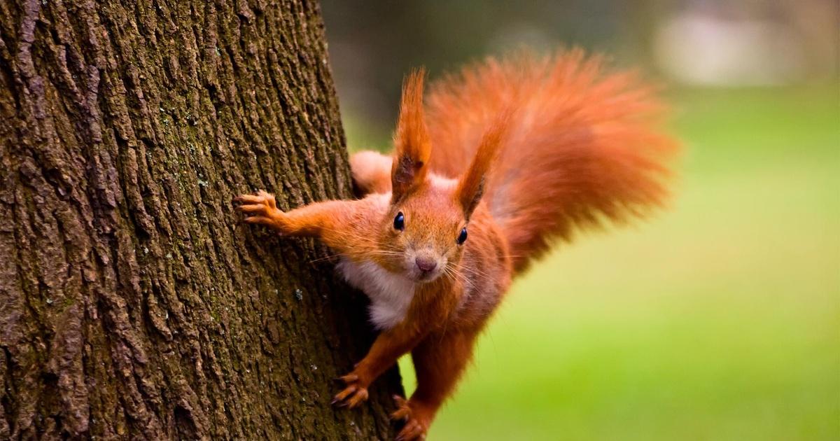 Nature | A Squirrel's Guide to Success | Season 37 | Episode 4 | PBS