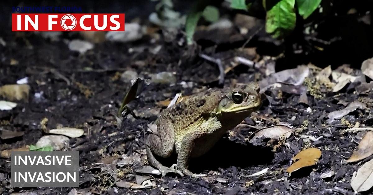 Southwest Florida In Focus | Toxic Toads: On the Hunt for Invasive Invaders | Season 2025 | PBS