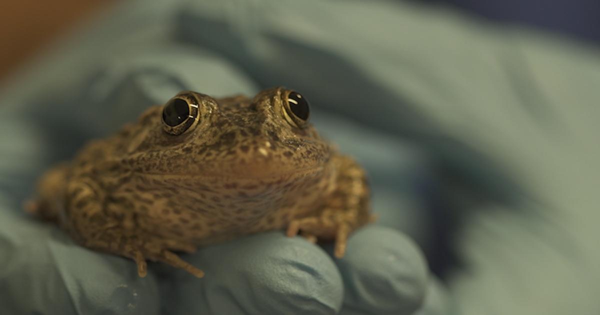 Ugly frogs need conservation too | Season 2019 Episode 09/12/2019 | SCI ...