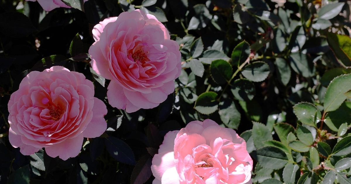 Modern Gardener | Can Roses Save Water and Clean the Air? | Episode 119 ...