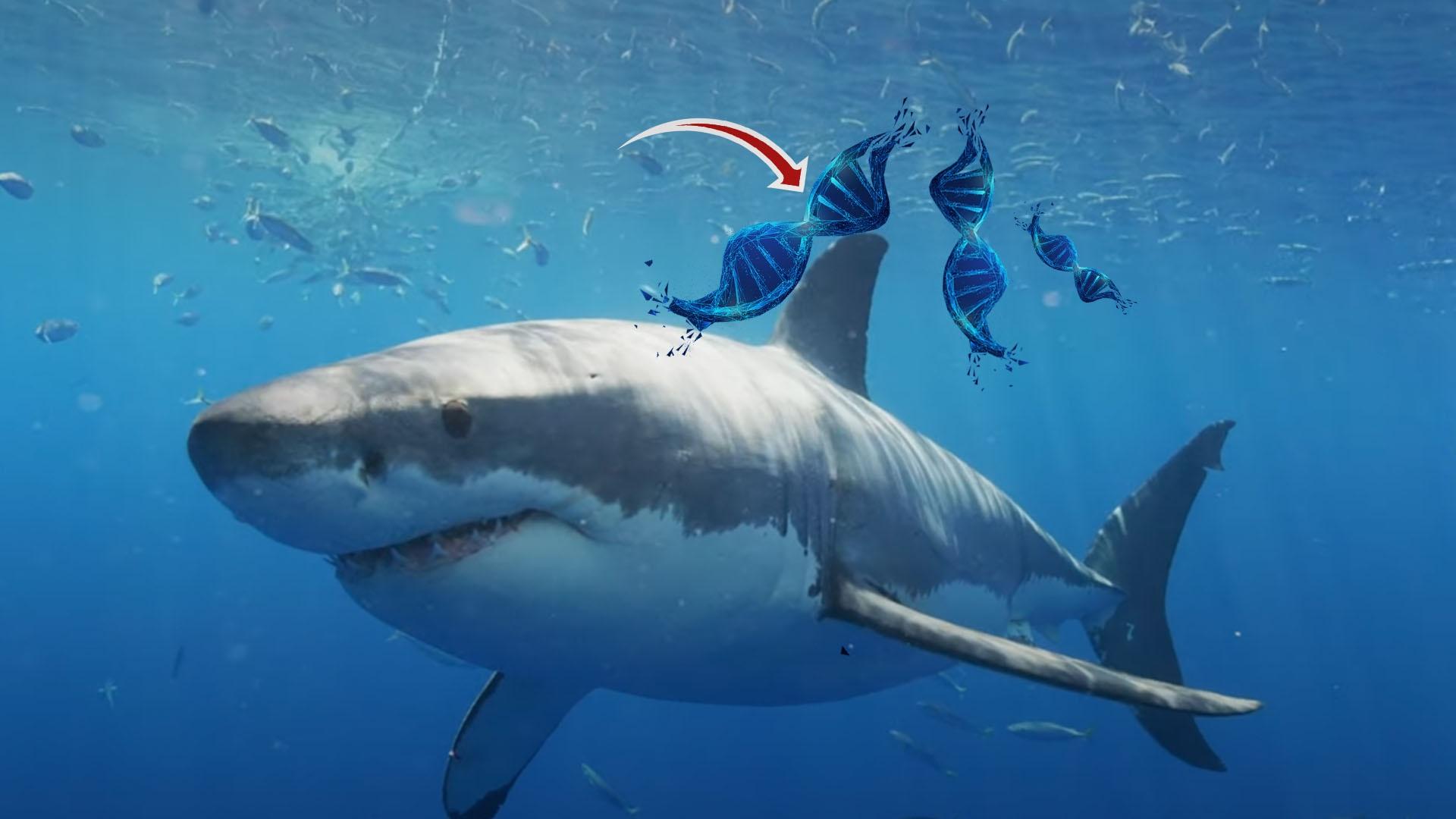 The New Technology Changing How We Track Sharks | Sharks Unknown with ...