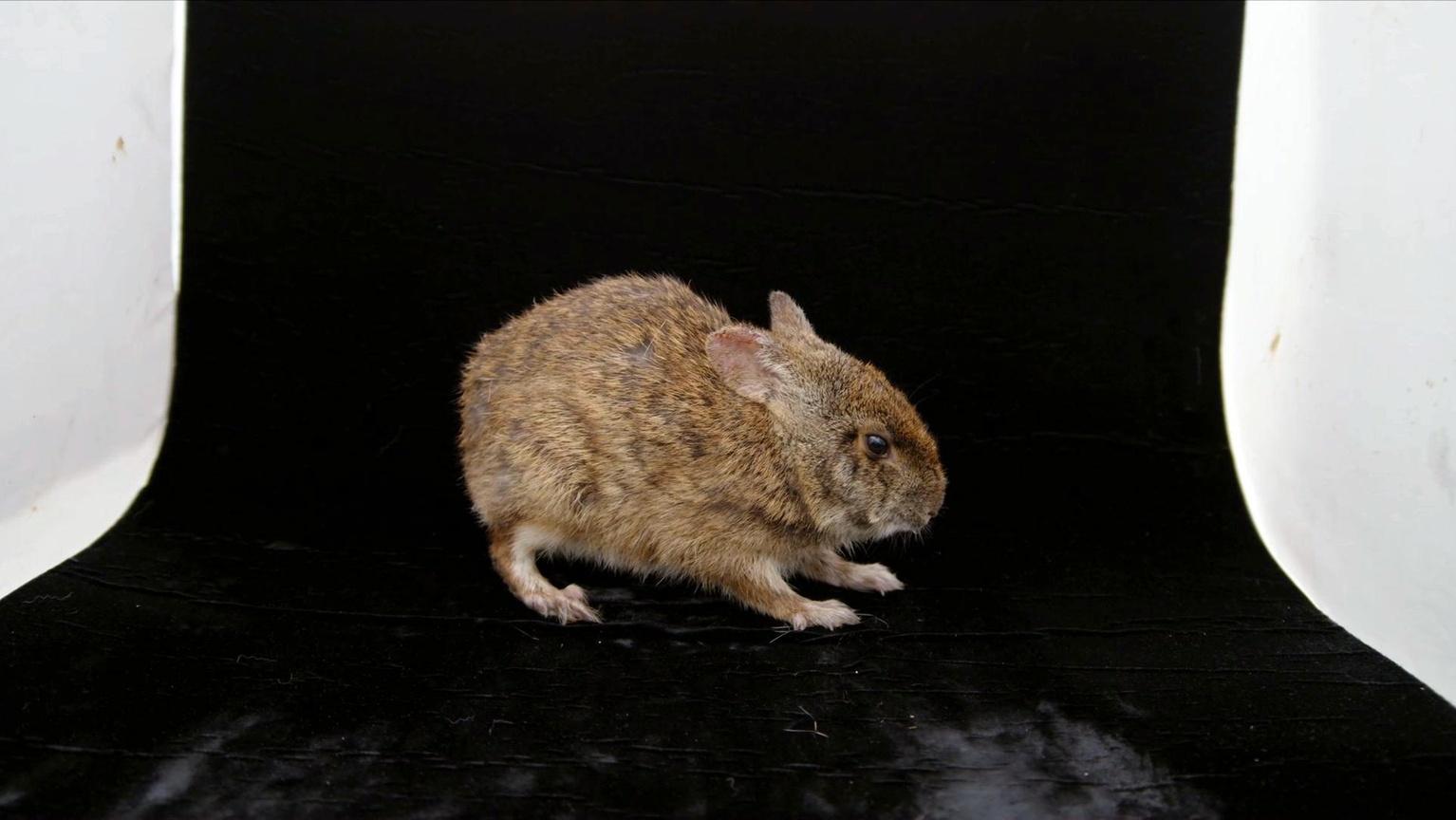 Rare | Creature Clip: Rufous Mouse Lemur | Episode 1 | PBS