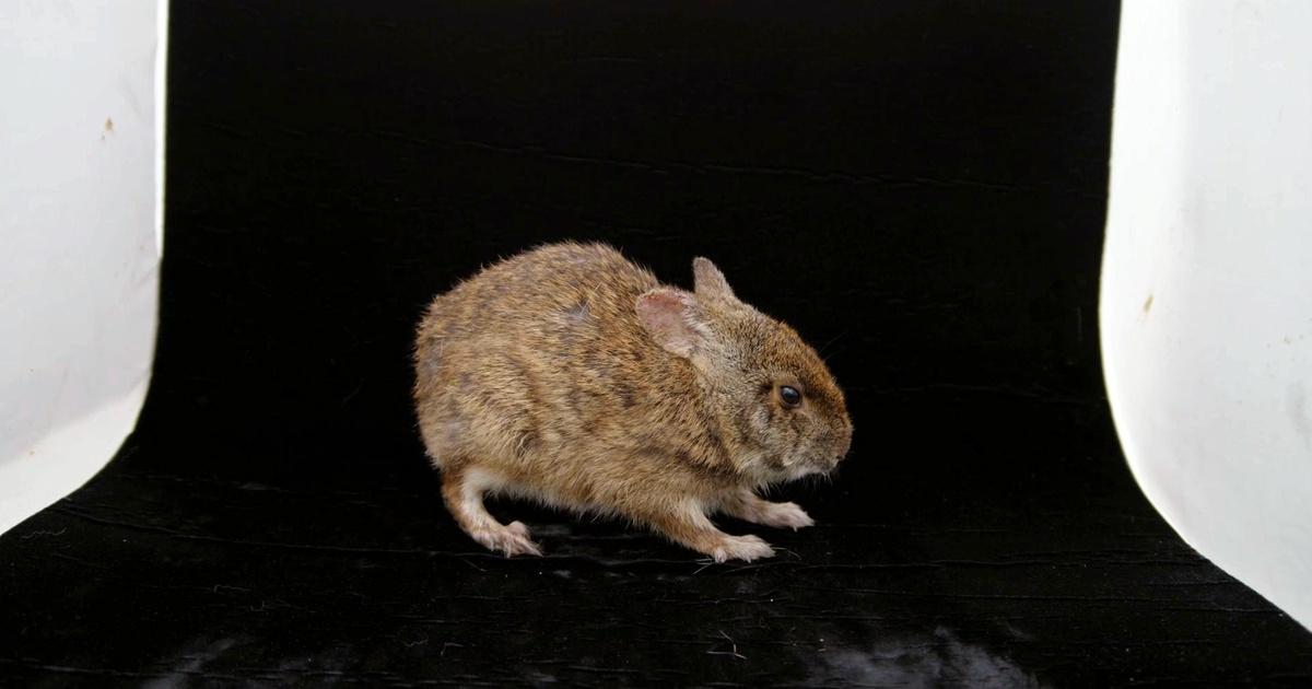 Rare | Creature Clip: Lower Keys Marsh Rabbit | Episode 1 | PBS