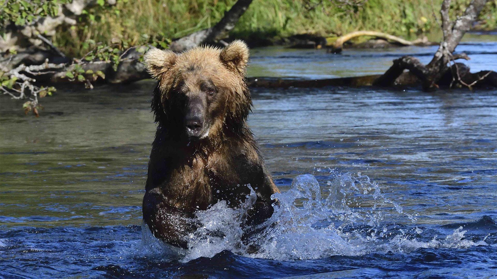 Unexplored Bear Country | Expedition | THIRTEEN - New York Public Media