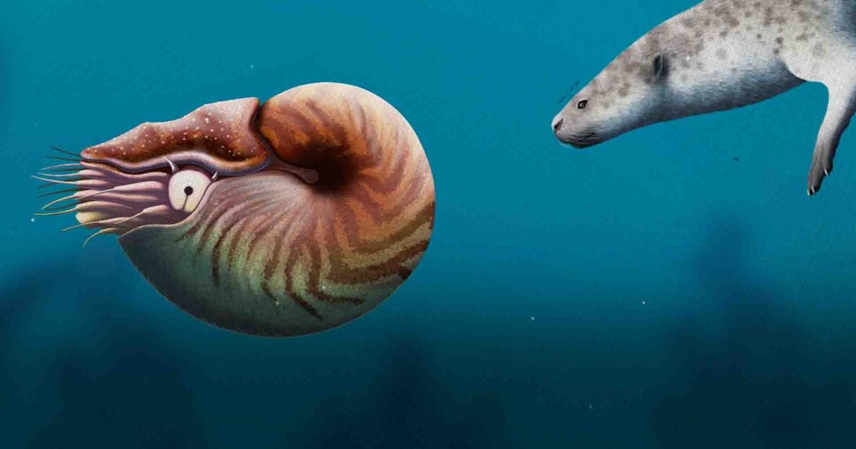 Eons | Nautiloids Thrived For 500 Million Years Until They Appeared ...