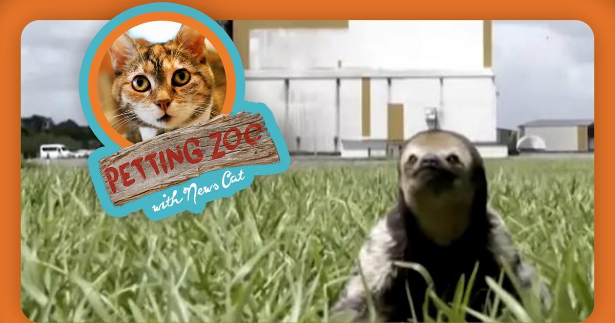 NewsDepth | Petting Zoo: Sloth Steals Rocket's Spotlight | Season 53 ...