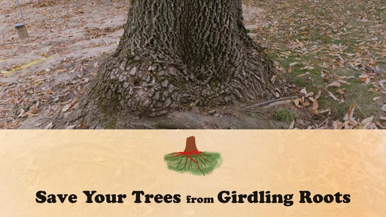 Save Your Trees From Girdling Roots | Watch on PBS Wisconsin