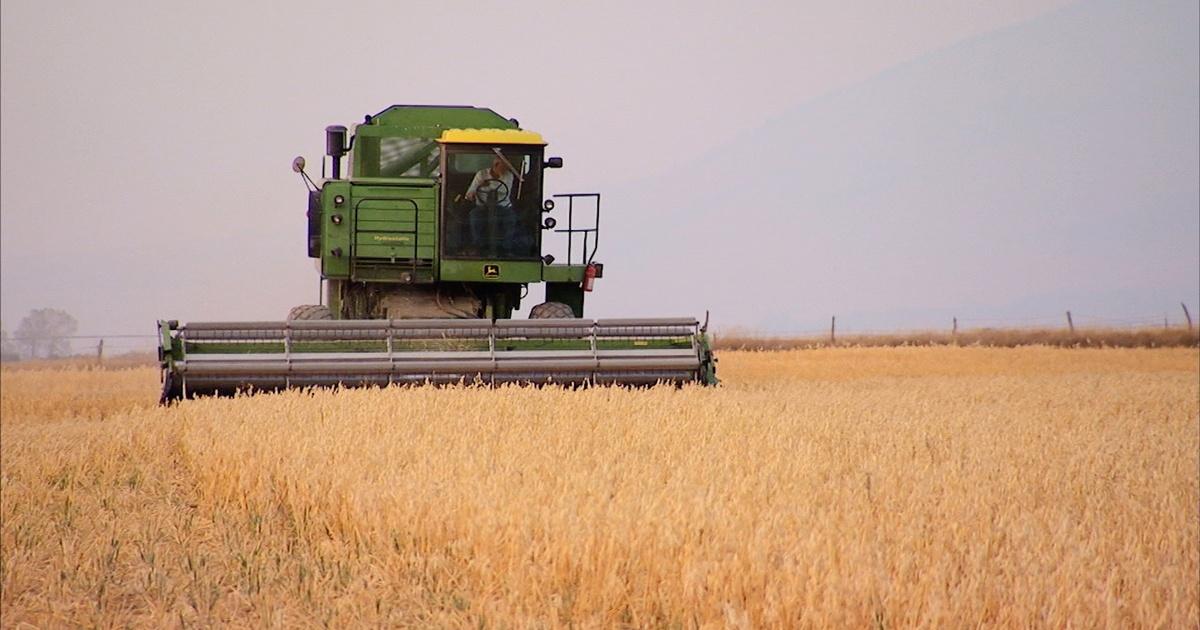 America's Heartland | Growing Gluten-Free Oats | Season 18 | PBS