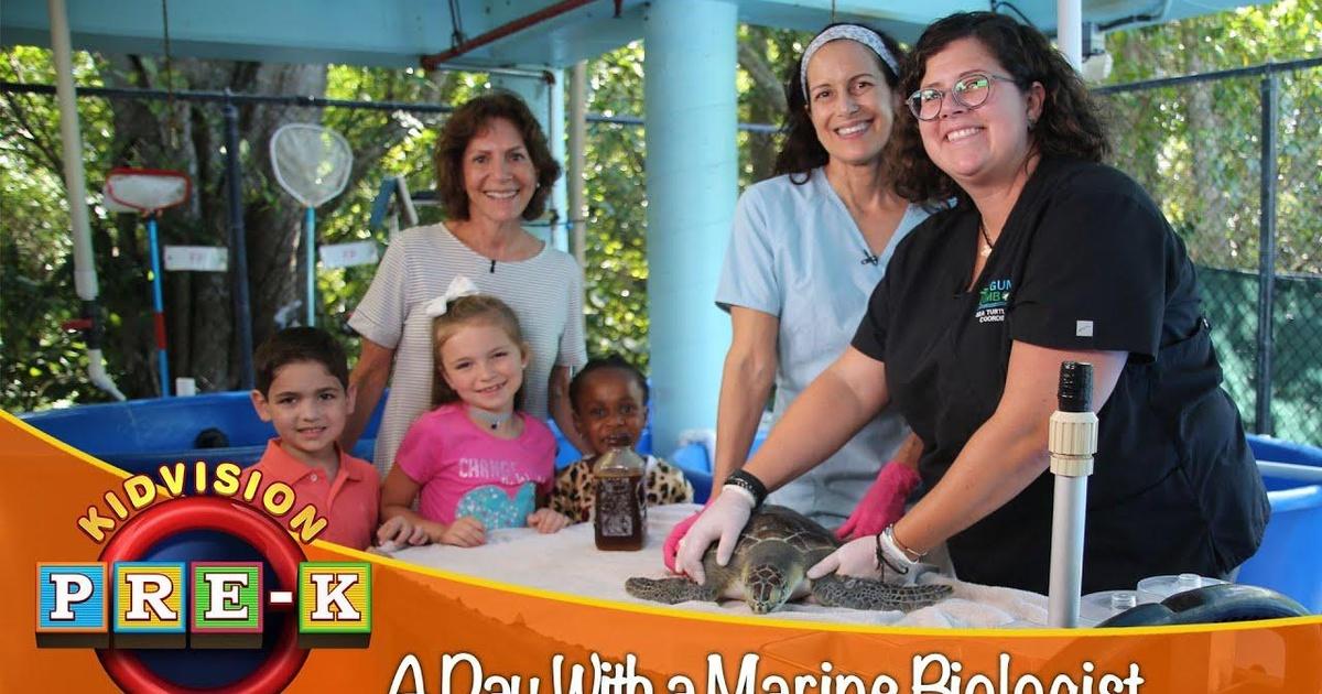 KidVision Pre-K | A Day With Marine Biologists | Virtual Field Trip ...