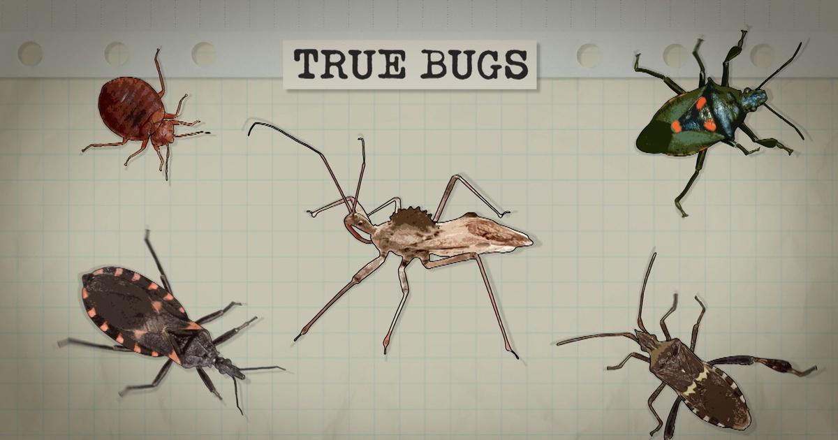 What’s Bugging You? | Episode 1: What Makes a Bug a True Bug | PBS