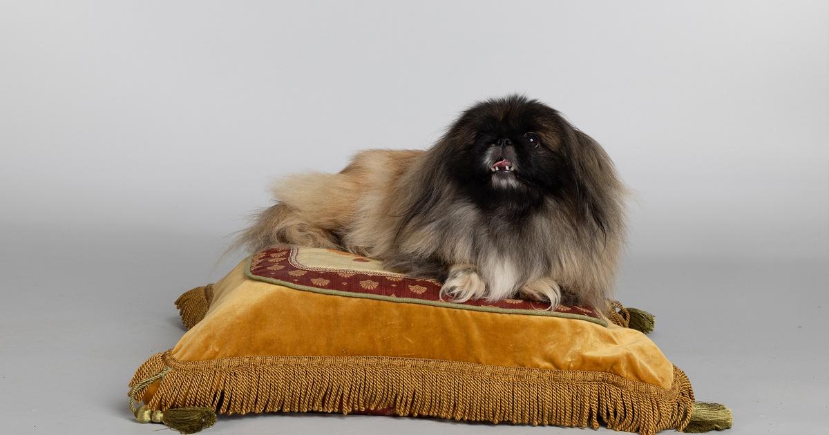 All Creatures Great and Small | A Day in the Life on Set With Tricki ...