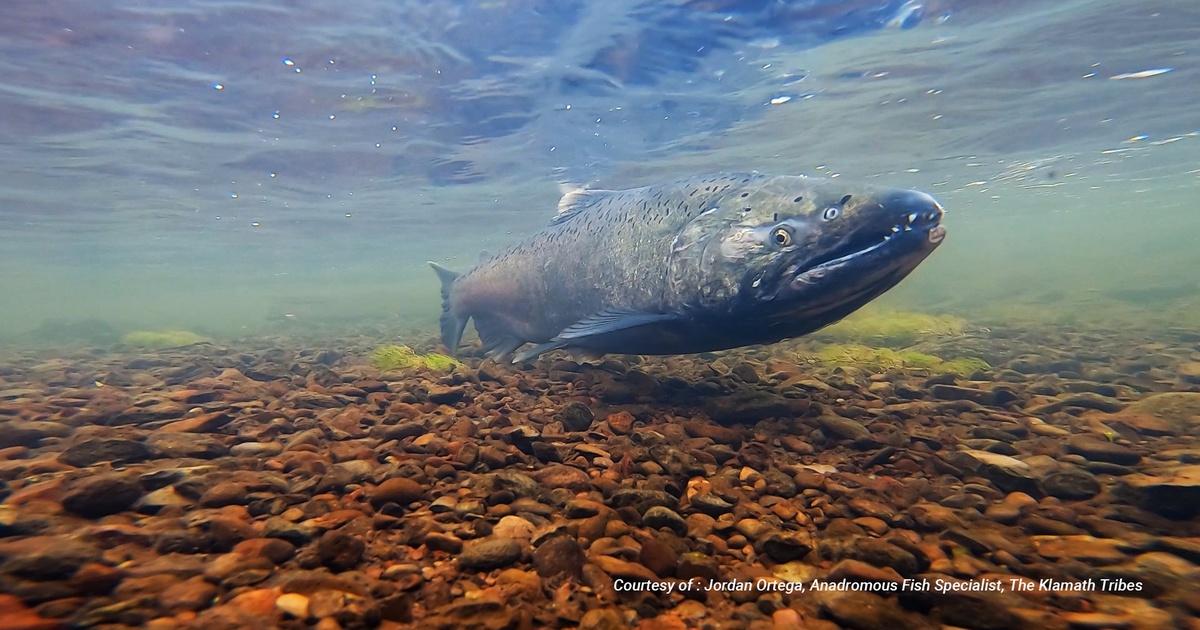 Oregon Field Guide | Klamath: After The Dams | Season 36 | Episode 8 | OPB