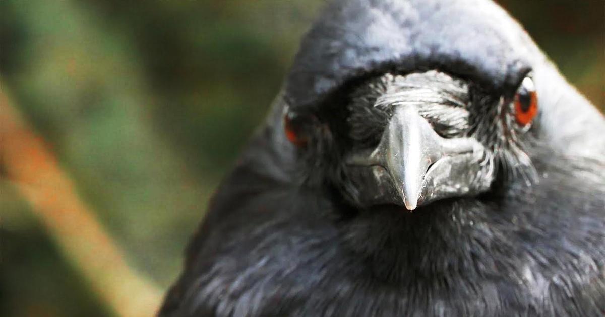 Deep Look | You've Heard of a Murder of Crows. How About a Crow Funeral ...