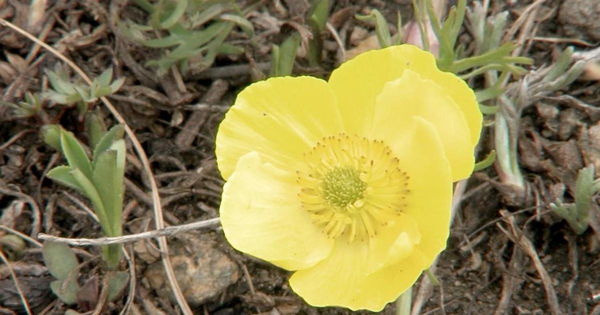 Expeditions with Patrick McMillan | Snow Buttercup | PBS