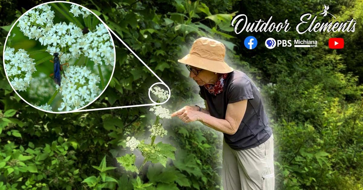 Outdoor Elements | Cow Parsnip:Pollinator Magnet | PBS