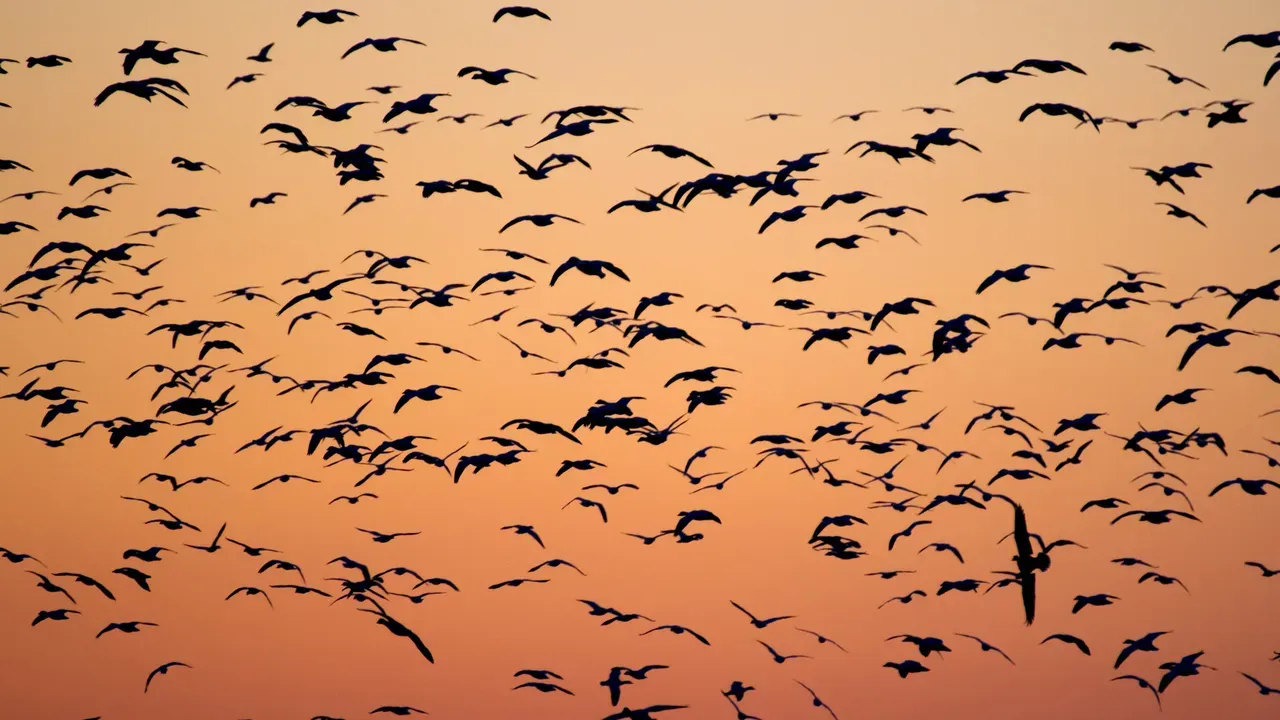 Nature | Season 37 | American Spring LIVE: Episode 2 - Migration | PBS