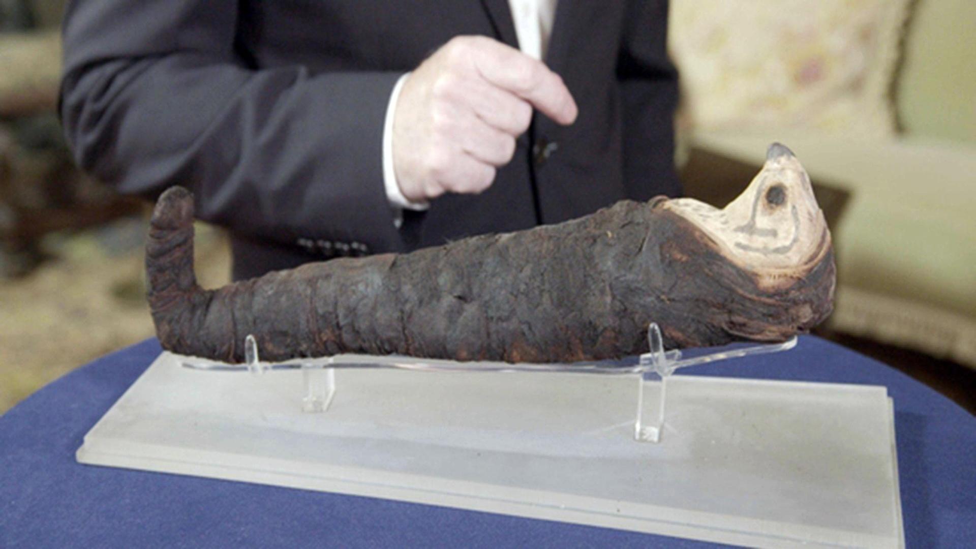 Appraisal: Egyptian Mummified Falcon, ca. 200 BC | Antiques Roadshow ...