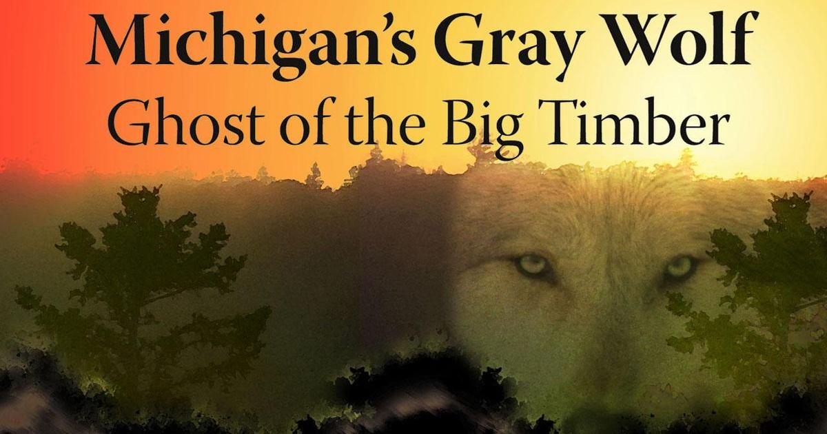 WNMU Documentaries | Michigan’s Gray Wolf: Ghost of the Big Timber | PBS