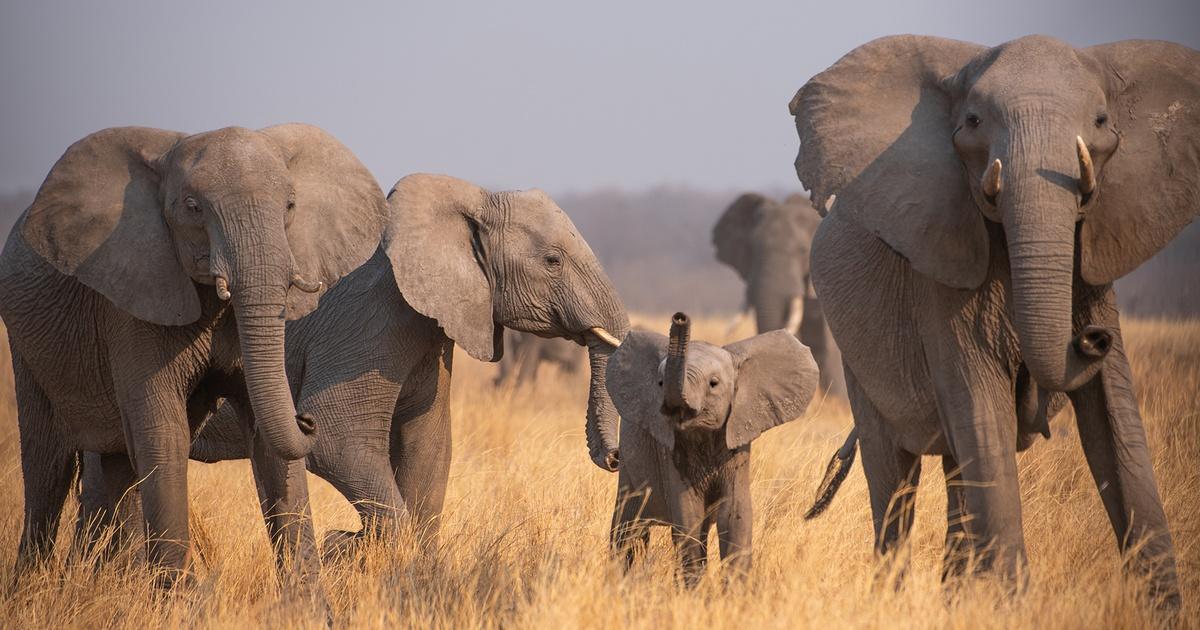 Nature | The Greatest Adventure | Parenthood | Season 44 | Episode 10 | PBS