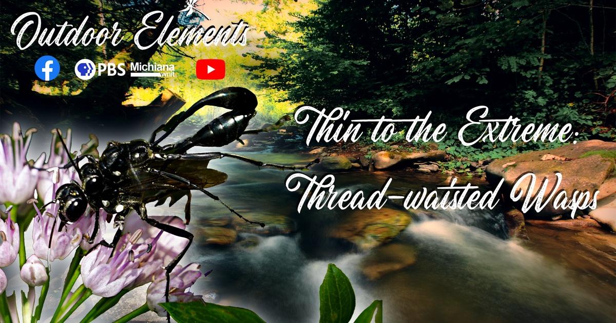 Outdoor Elements | Thin to the Extreme: Thread-waisted Wasps | PBS