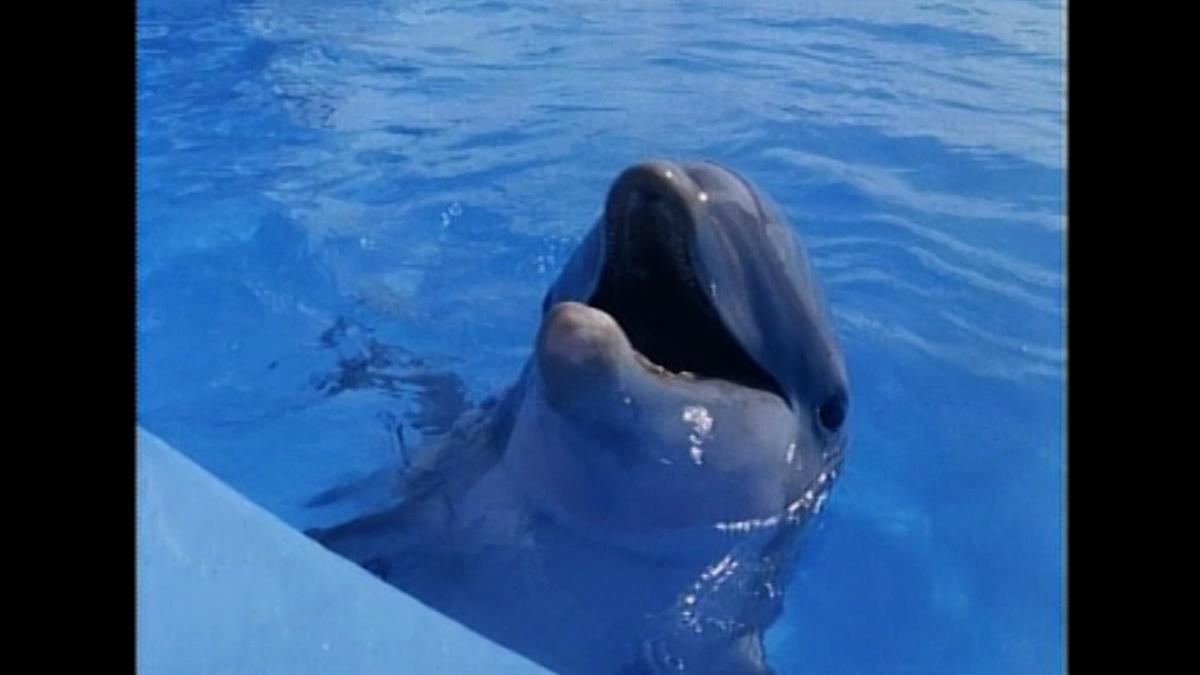 Dolphins: Close Encounters | Nature | THIRTEEN - New York Public Media