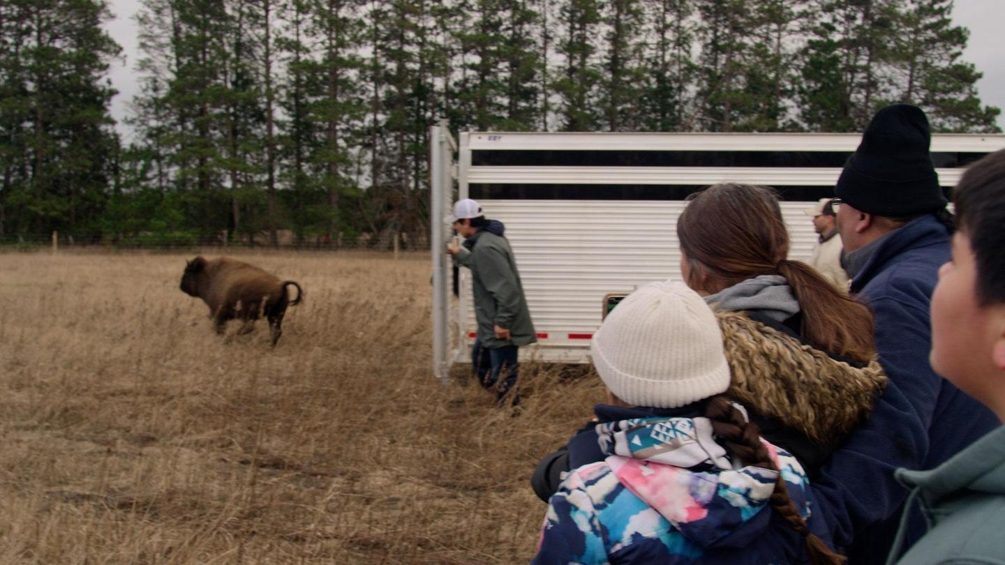 The American Buffalo | Video | THIRTEEN - New York Public Media