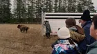 The American Buffalo | PBS