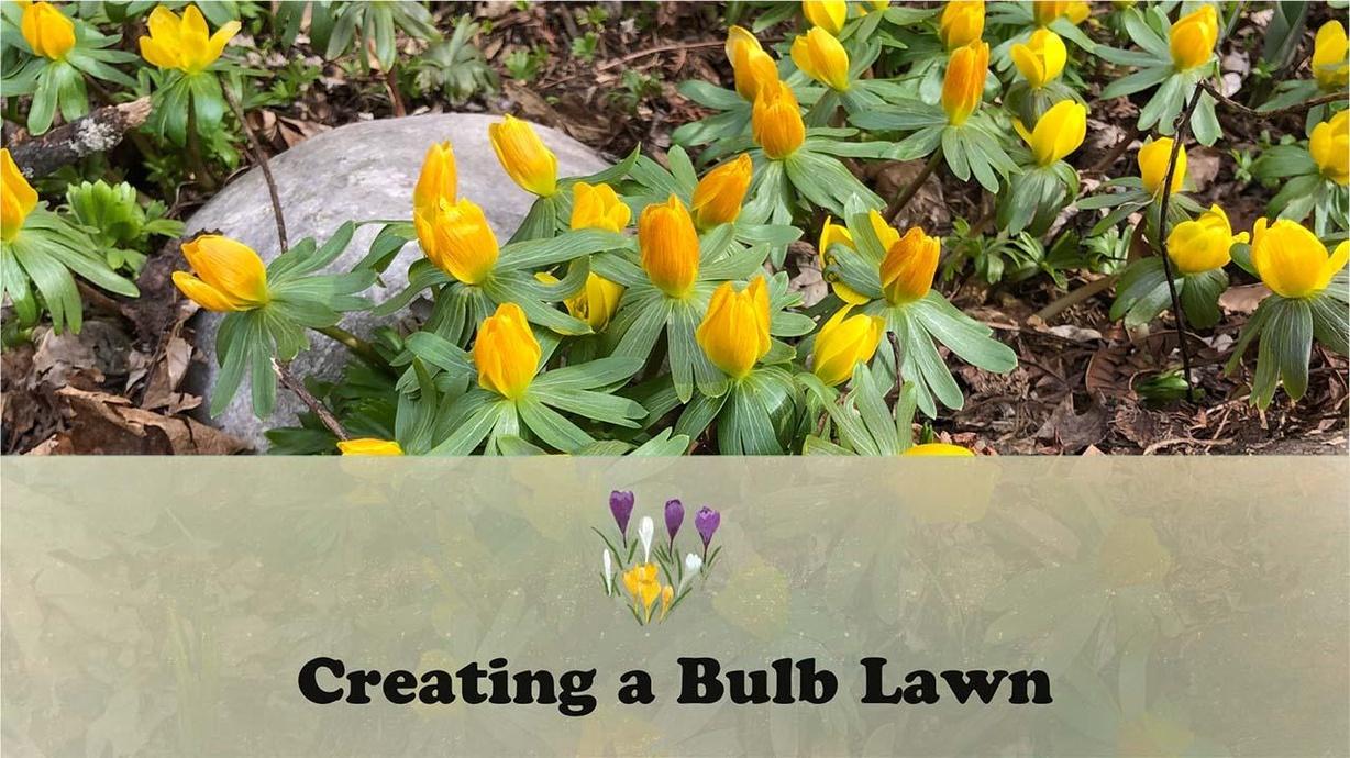 Creating a Bulb Lawn | Watch on PBS Wisconsin