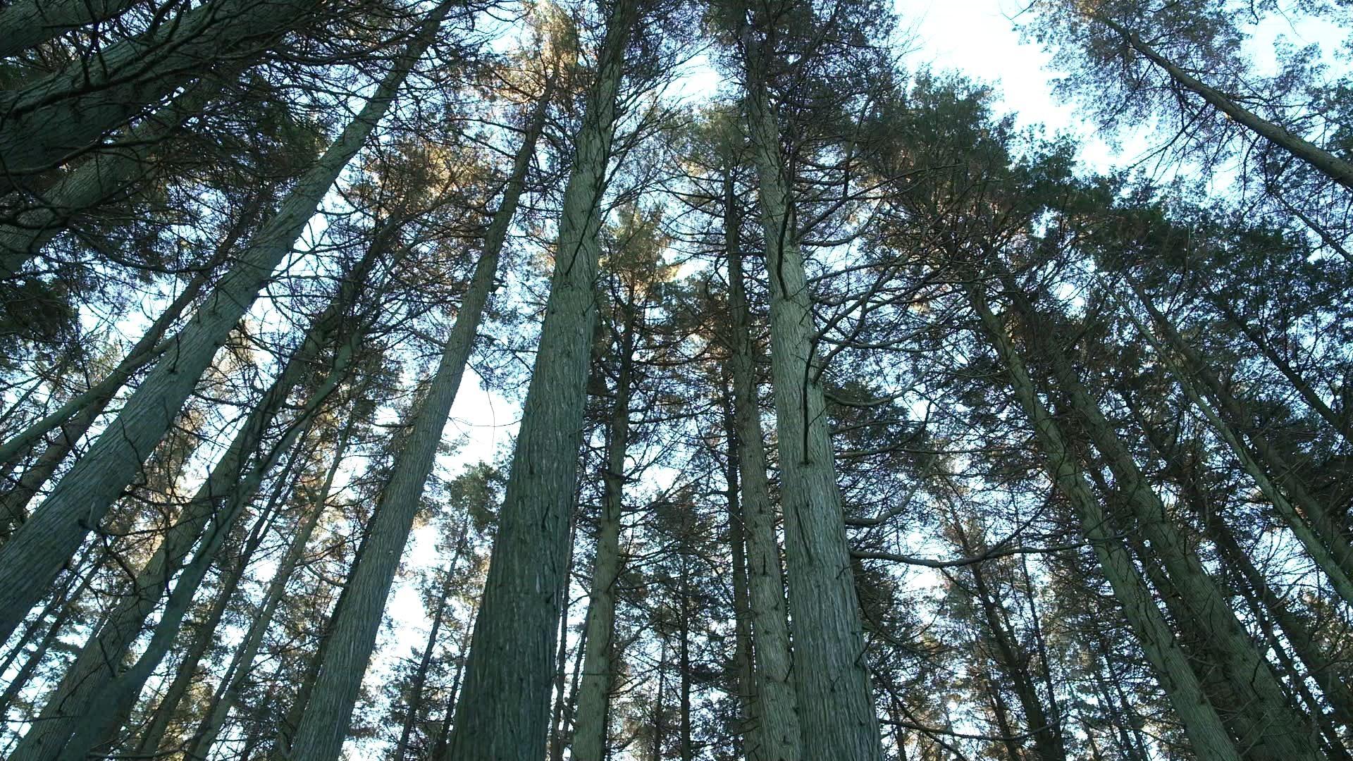 Keeping the Pinelands Preview | NJ PBS Specials | NJ PBS