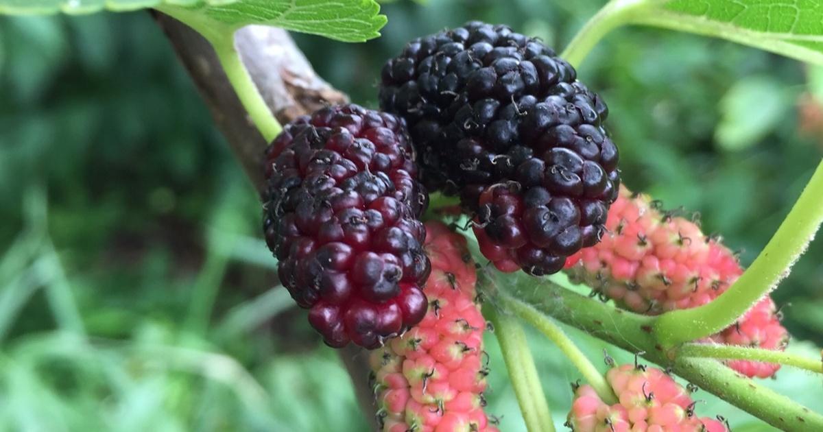 Virginia Home Grown | Foraging for Edible Plants, Community Garden ...