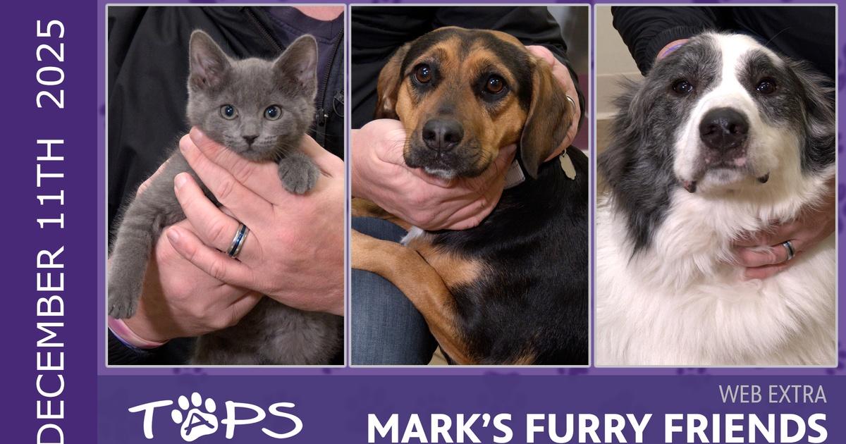 Mark’s Furry Friends | 12/11/2025 | Ruben, Ivy and Asher | Mark's Furry ...