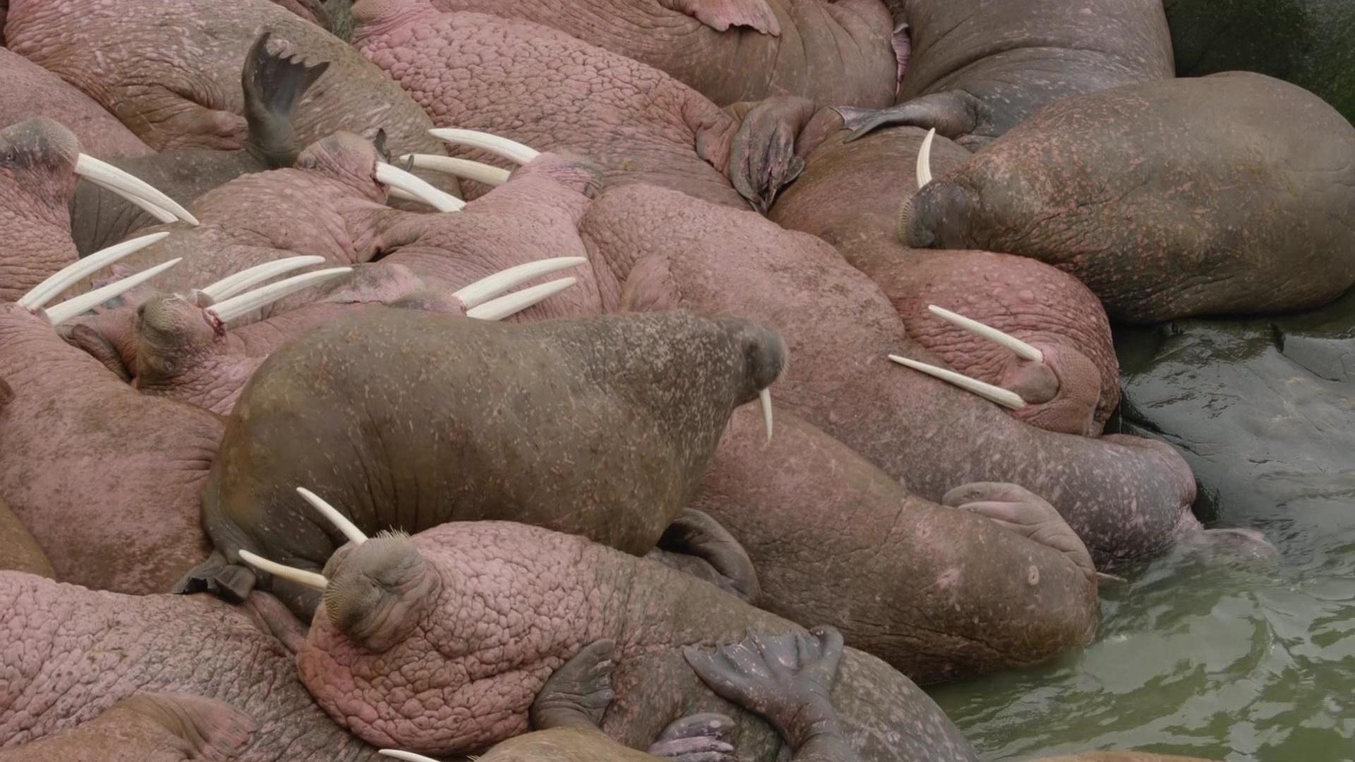 Wild Moments: Walrus | Wild Alaska Live | Video | THIRTEEN - New York ...