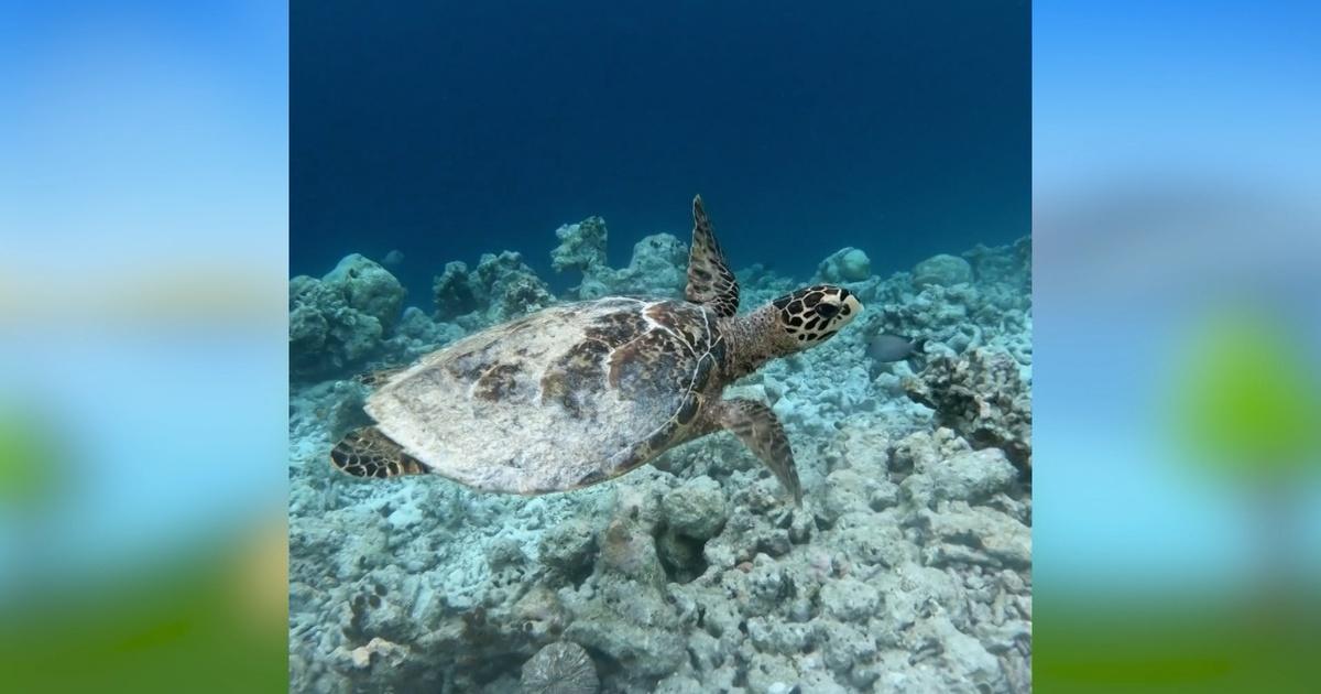 Camp TV | Sea Turtles | Season 2021 | PBS