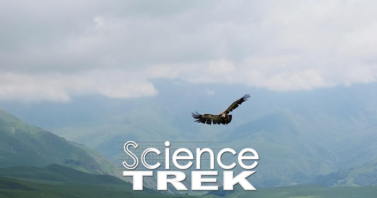 Science Trek | Birds of Prey: How to Fly | PBS