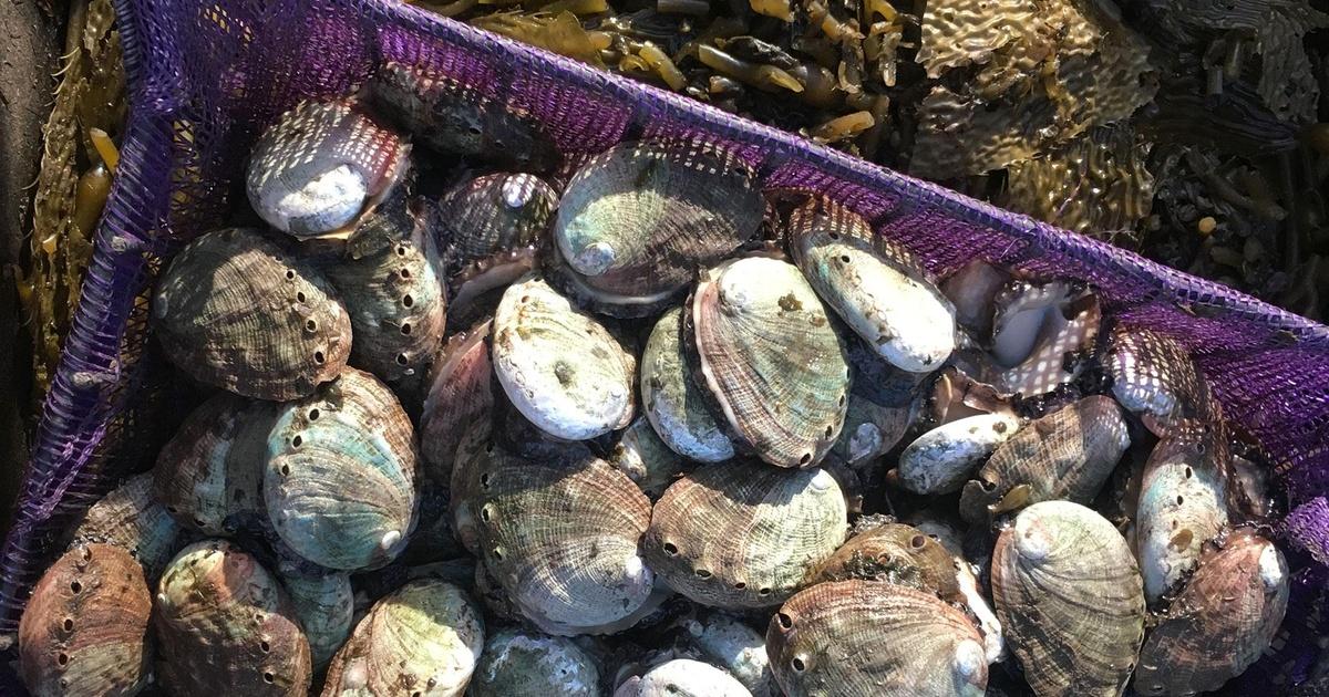 Earth Focus | Dying Oceans: Abalone Restoration In California | Season ...