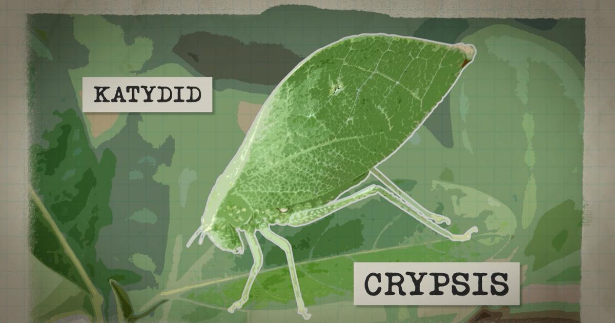 What’s Bugging You? | PBS