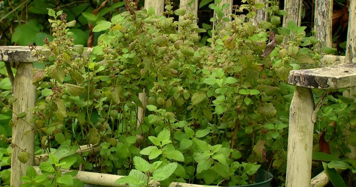 Virginia Home Grown | Controlling Aggressive Mint | Season 24 | Episode ...