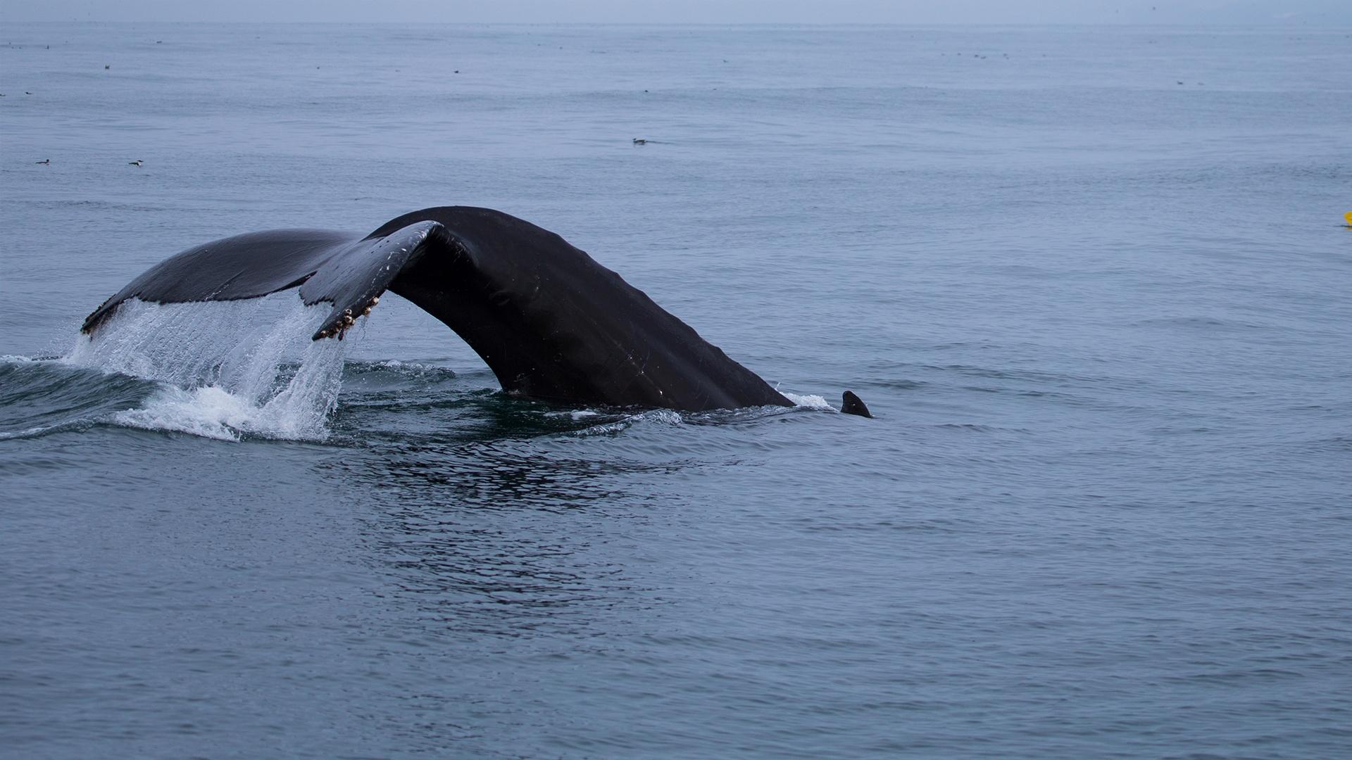 How to Identify Individual Whales | Nature | WLIW