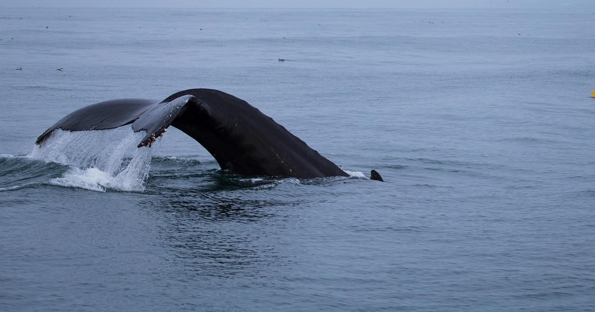 Nature | How to Identify Individual Whales | Season 38 | Episode 9 | PBS