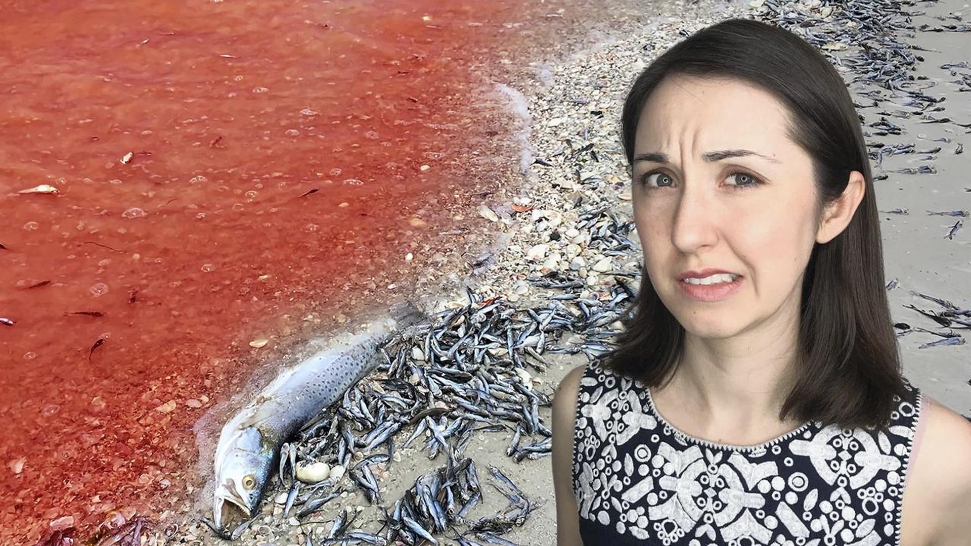 The Terrifying (but Awesome) Science Behind Red Tides | Reactions | ALL ...
